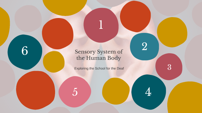 Sensory System of the Human Body by учні неслухів on Prezi