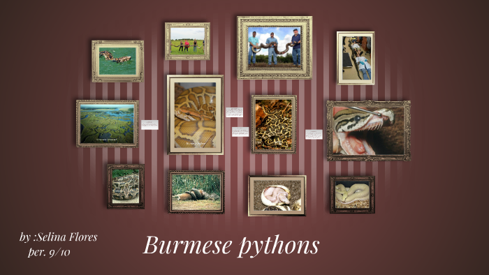 Burmese pythons by Selina Flores on Prezi
