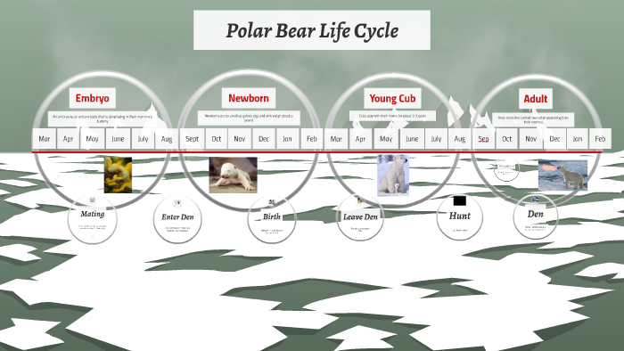 Polar Bear Life Cycle by Clarissa Banks on Prezi