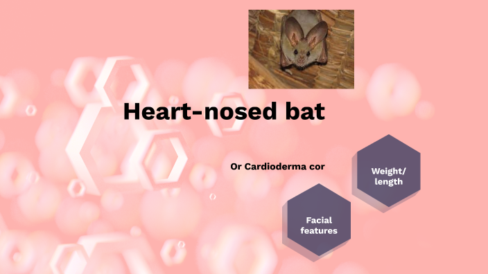 Heart-Nosed bat by Michael Schratter on Prezi