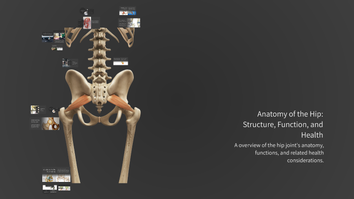 Anatomy of the Hip: Structure, Function, and Health by Alex on Prezi
