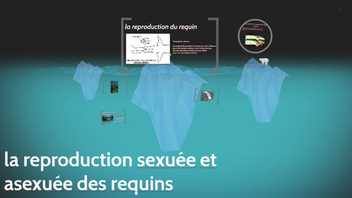 la reproduction sexuée des requins by santiago estevez on Prezi