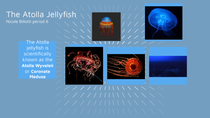 Atolla Jellyfish by Nicole Billotti on Prezi