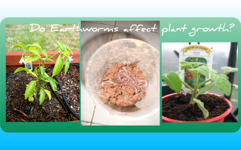 Earthworms & Plant growth by Keisha Salvilla on Prezi