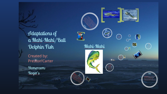 Adaptations of a Mahi-Mahi/Dolphin Fish by Preston Carter on Prezi