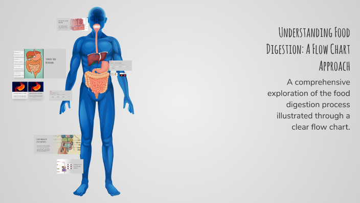 Understanding Food Digestion: A Flow Chart Approach by Destiny Stauffer ...