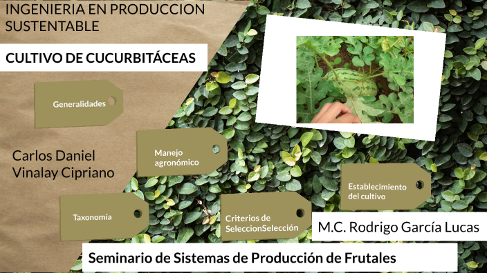CULTIVO DE CUCURBITÁCEAS by carlos daniel vinalay cipriano on Prezi