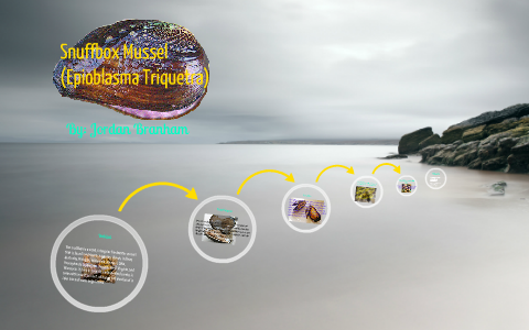 Snuffbox Mussel by Jordan Branham on Prezi