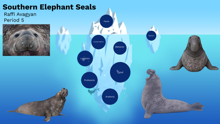 Raffi Avagyan Elephant Seal Research by RAFFI AVAGYAN on Prezi