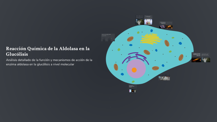 Reacción Química de la Aldolasa en la Glucólisis by Tupak guandinango ...