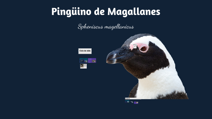 Pingüino de Magallanes by Scarlett Becker on Prezi