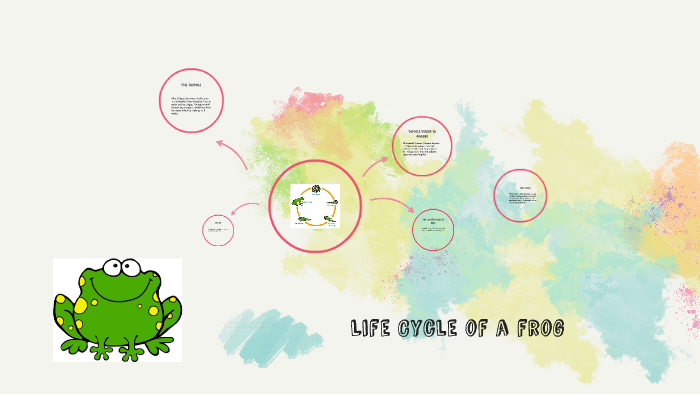 Life Cycle of a frog by Amber Westphal on Prezi