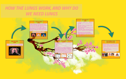 How the human lungs work and why do we need lungs. by Maide M on Prezi