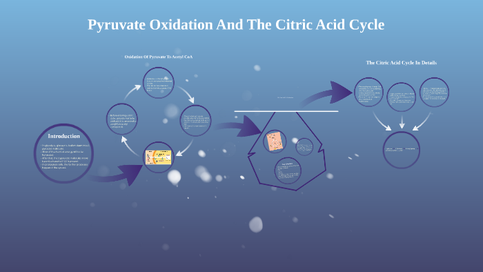 Pyruvate Oxidation And The Citric Acid Cycle by Rebecca Kazarian on Prezi