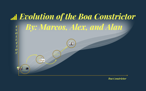 Evolution of the Boa Constrictor by Alan Hoang on Prezi