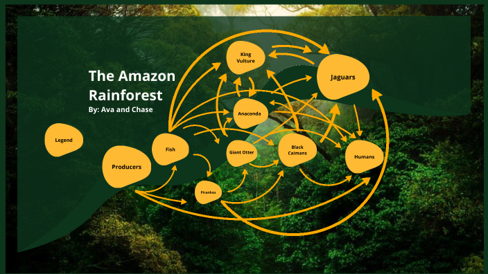 food web assignment by chase bandura on Prezi