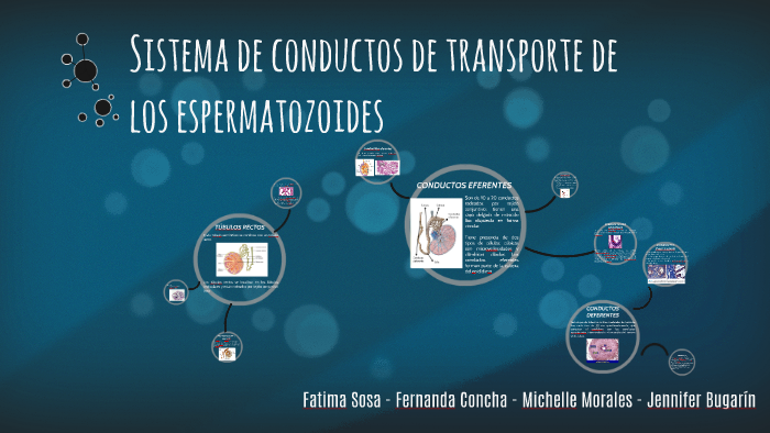Sistema de conductos de transporte de los espermatozoides by Jennifer ...