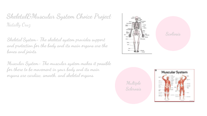 Skeletal & Muscular System Choice Project by Natally Cruz on Prezi