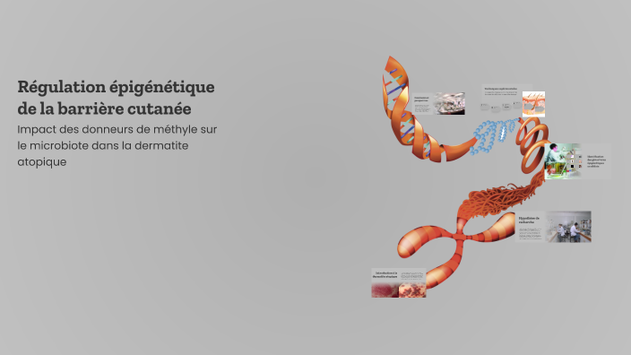 Régulation épigénétique de la barrière cutanée by Carla Martinez on Prezi