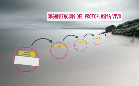 ORGANIZACION DEL PROTOPLASMA VIVO by lely garcia on Prezi