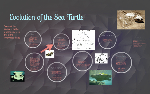 Evolution of the Sea Turtle by Elijah Foster-McLachlan on Prezi
