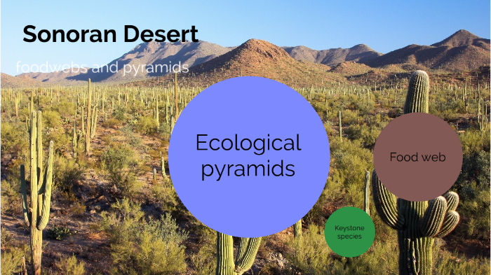 Sonoran Desert food webs and pyramids by Tiana Martinez on Prezi
