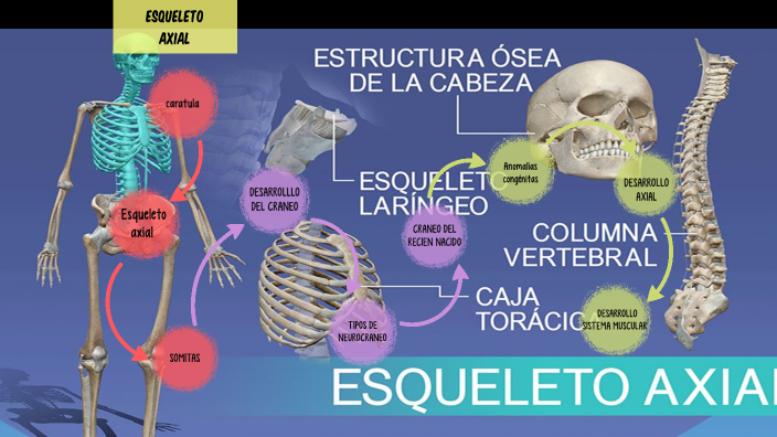 ESQUELETO AXIAL by Juan Angel Nuñez Villarreal on Prezi