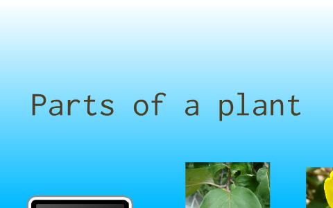 Parts of a plant by Natasha Engram on Prezi