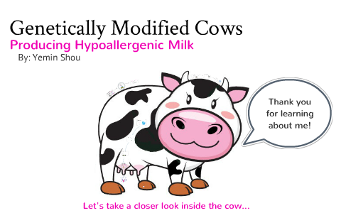 Genetically Modified Cows by Y S on Prezi