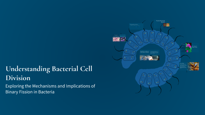 Understanding Bacterial Cell Division by catherine microbiology on Prezi