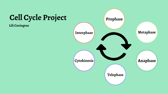 Cell Cycle Project by Lilianna Covington on Prezi