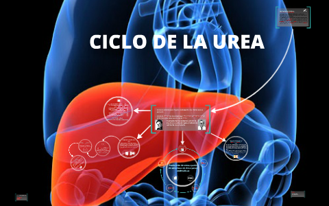 ciclo de la urea by cynthia sanchez on Prezi