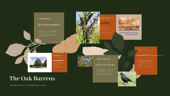 Oak Barrens by Azreal Currie on Prezi