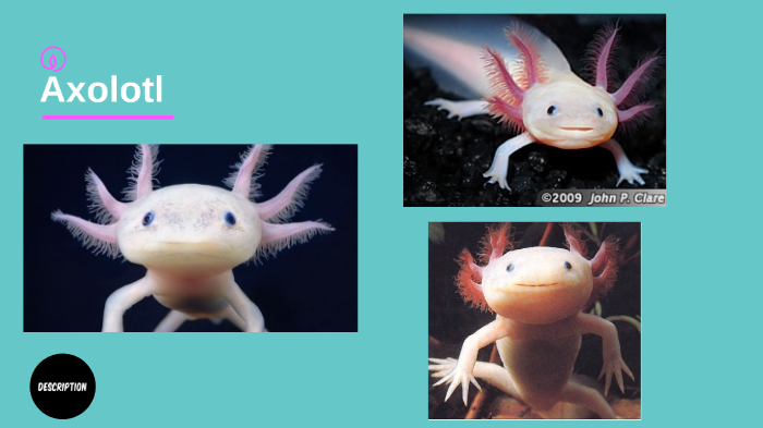 Axolotls by Kaylee Shepard on Prezi