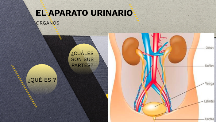El aparato urinario by letizia casihuil on Prezi