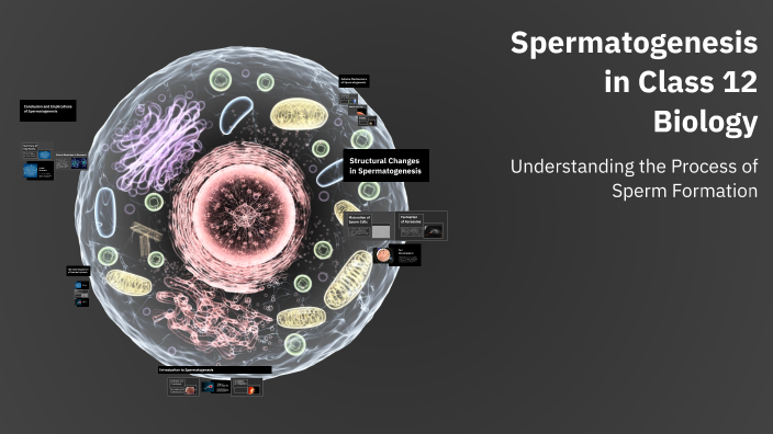Spermatogenesis in Class 12 Biology by Karun Gupta on Prezi