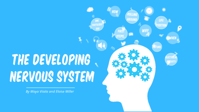 The Developing Nervous System by Eloise Miller on Prezi