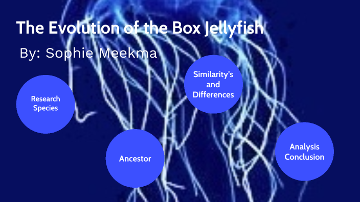 The Evolution of the Box Jellyfish by Sophie Meekma on Prezi