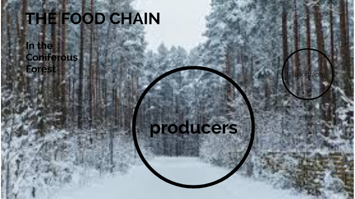 coniferous forest food chain by Karson Vahrmeyer on Prezi