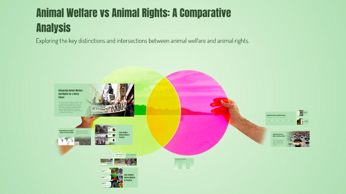Animal Welfare vs Animal Rights: A Comparative Analysis by Samantha ...