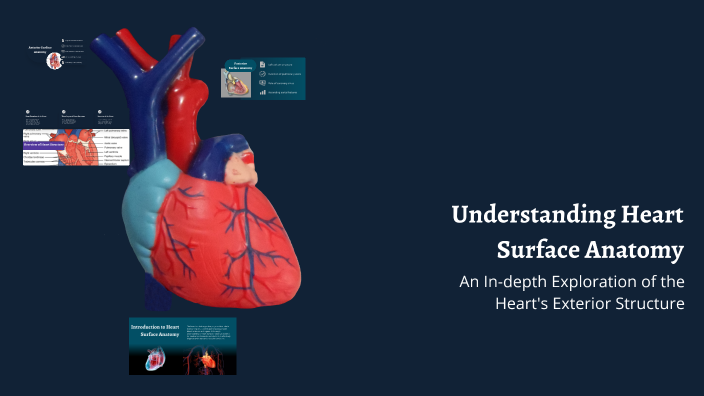 Understanding Heart Surface Anatomy by Izzdeen Assida on Prezi