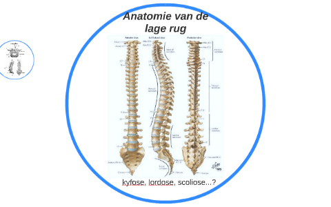 Anatomie van de lage rug by Els Bosmans on Prezi