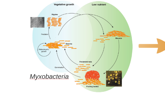 ICIAM 2015: Myxobacteria - To Collide or Not To Collide? by Angelika ...