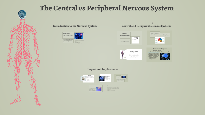 Central Nervous System by Adam Abu Mousa on Prezi