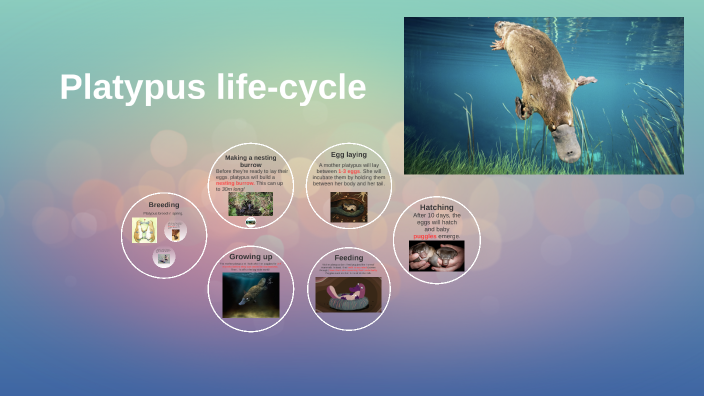 Life cycle of a platypus by Joel BROWN on Prezi