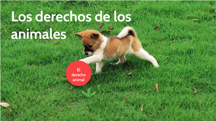 Los derechos de los animales by Sebastian Andre Alvarado Vilchez on Prezi