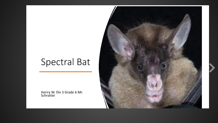 Spectral Bat by Michael Schratter on Prezi