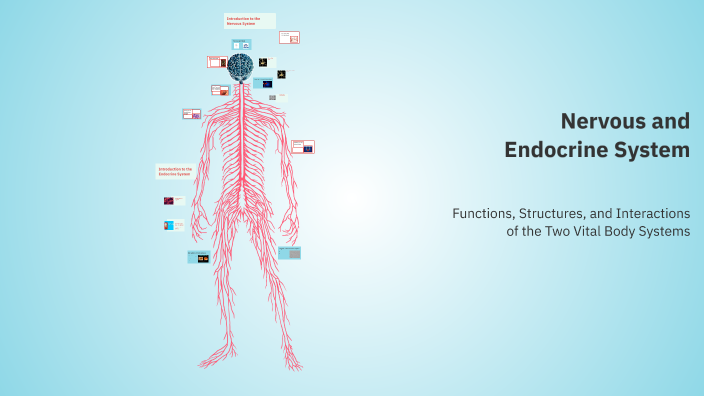 Understanding the Nervous and Endocrine Systems by Cole Greene on Prezi