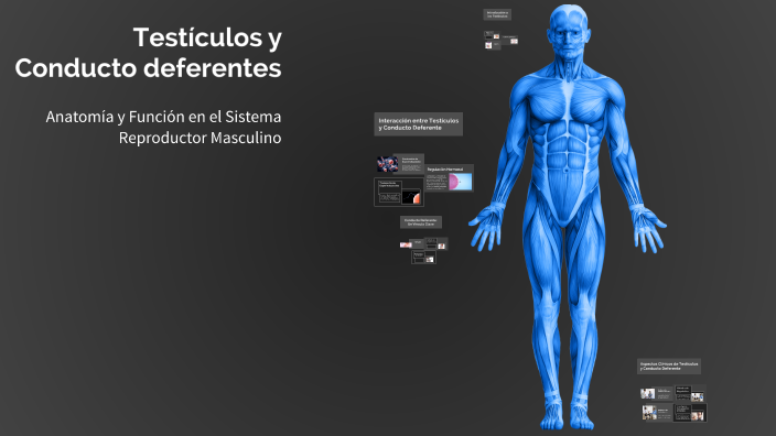 Testículos y Conducto deferentes by Matias Arévalo on Prezi