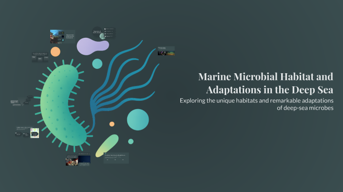 Marine Microbial Habitat and Adaptations in the Deep Sea by Shaina Inte ...